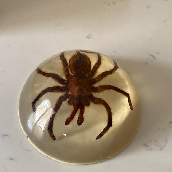 Accents | Vintage Tarantula Spider In Resin | Poshmark